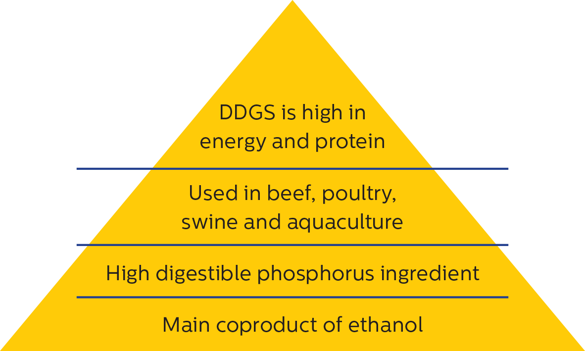 Distiller’s Dried Grains and Soluble (DDGS) – Damask Investment Malta